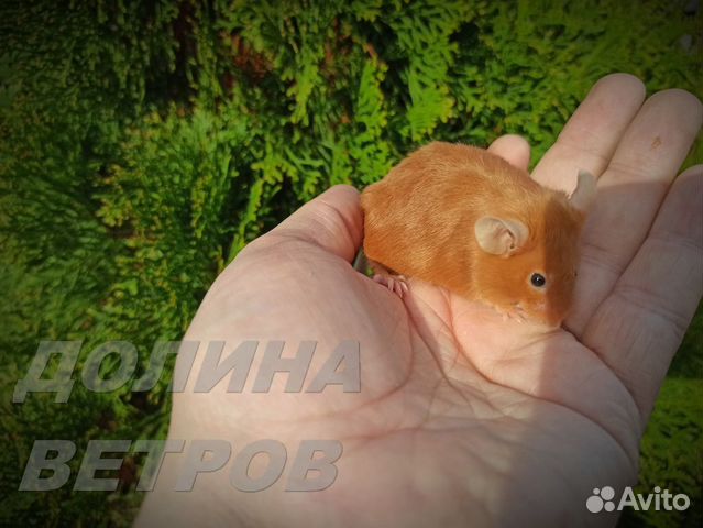Мышка красная розетка самочка