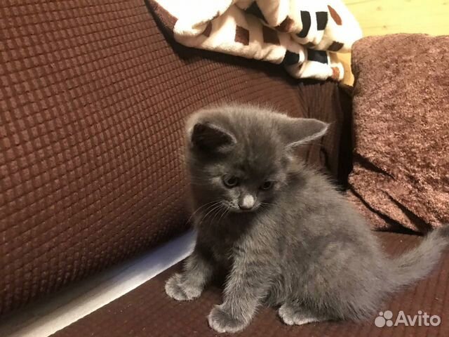 Котенок мальчик в добрые руки