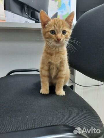 Гарфилд ищет доброго человека