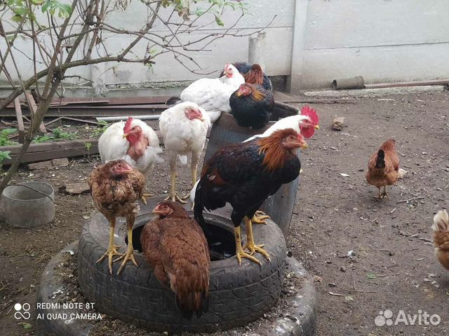 Петушки Дакана