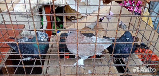 Голуби малоносые