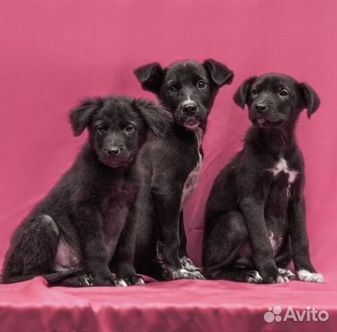 Щенок в добрые руки