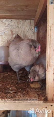 Молодые петухи амераукана лаванда 500