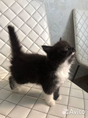 Отдам в добрые руки кошечку