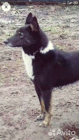 Собака Микки