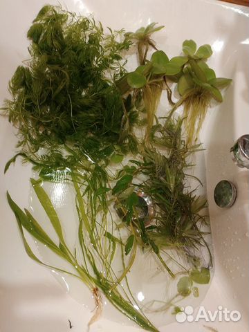 Набор растений