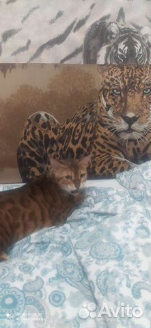 Бенгальская