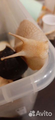 Две Улитки ахатины с контейнером