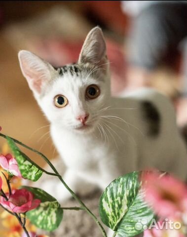 Ласковая котенок Белочка 4,5 месяца в добрые руки