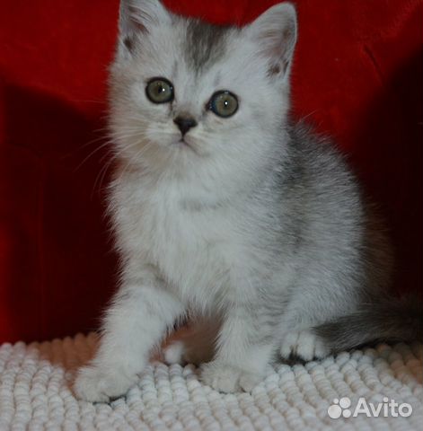 Серебристая шиншила