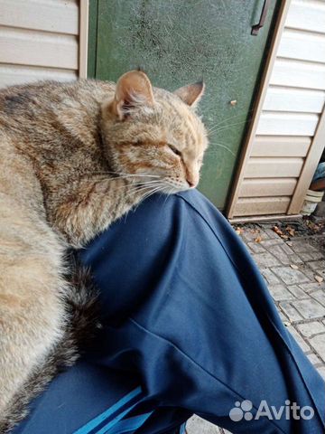 Кошечка очень ласковая, чистенькая, умная