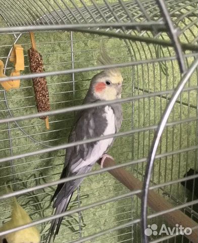 Попугай корелла девочка