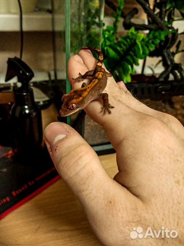 Реснитчатый бананоед далматин