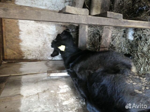 Ппреспективная тёлочка от молочной коровы здорова