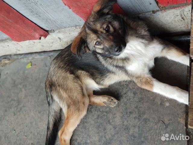 Щенок хаски в добрые руки