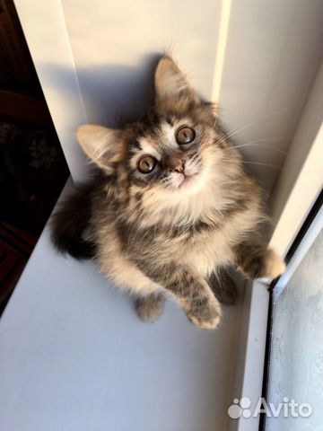 Котенок в дар