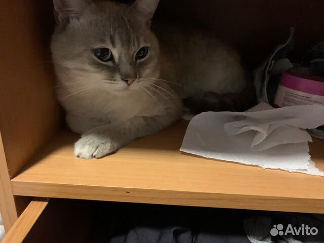 Кот