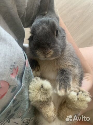 Сатиновый карликовый кролик (цветной карлик)