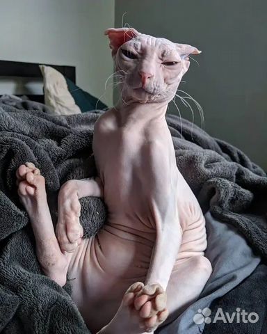 Найдена кошка сфинкс