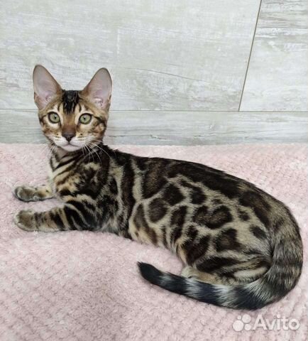 Бенгальская красавица