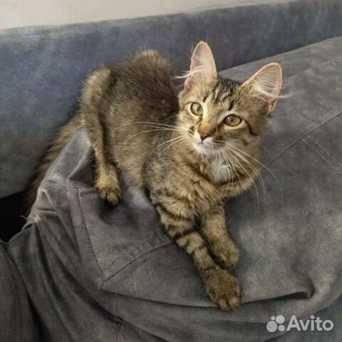 Кошка в дар