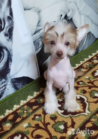 Мальчики кхс