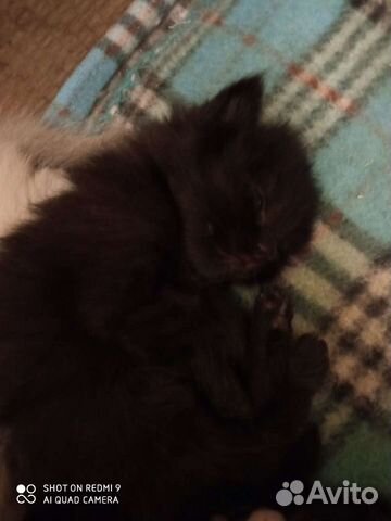 Кошки в добрые руки