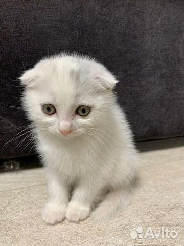 Белый котенок бесплатно