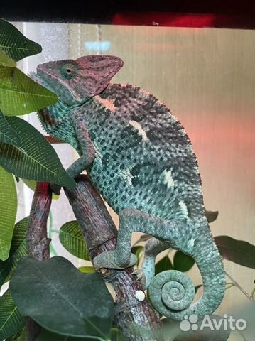 Йеменский хамелеон