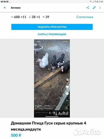 Индаутки домашние