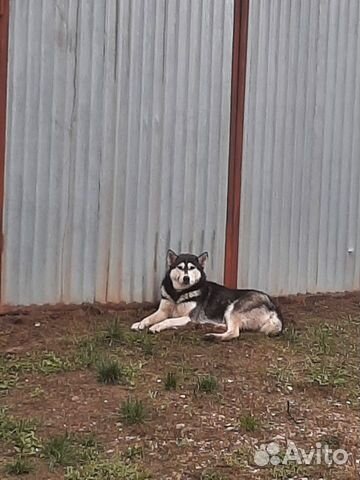 Найдена собака (хаски)