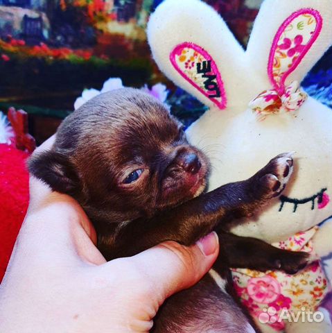 Микро чихуахуа малыши