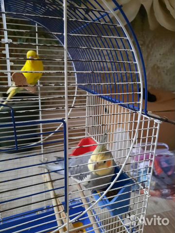 Говорящий попугай Корелла и неразлучник