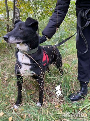 Берта ждёт тебя в приюте