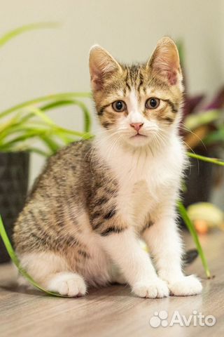 Котята полосатики-близняшки ищут дом