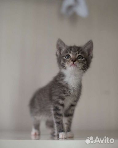 Котенок девочка