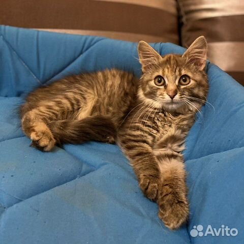 Котенок девочка