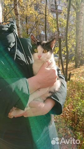 Кошка очень ласковая