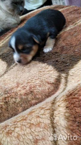 Щенки чихуахуа мини папа Йорк