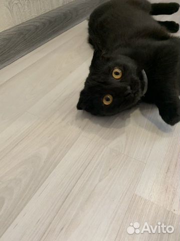 Кошки вислоухие