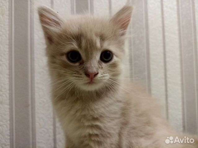 Кошки в добрые руки