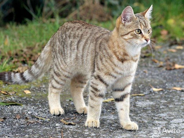 Котёнок, 7 мес