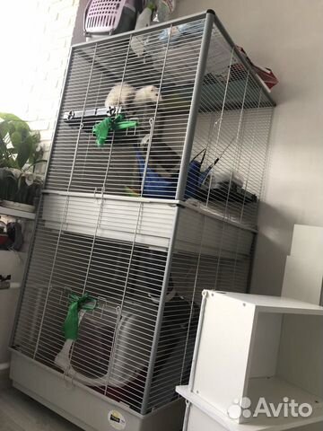 Хорек с клеткой