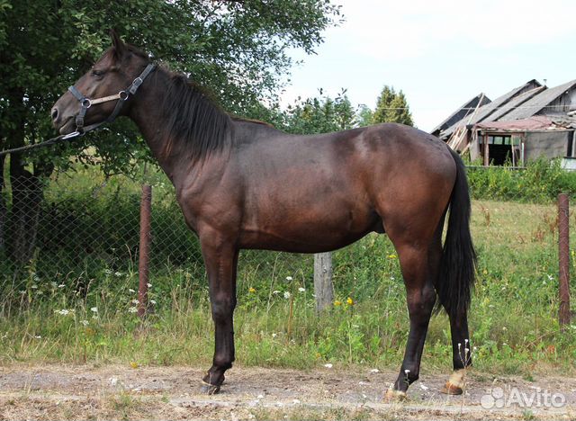 Продажа лошадей - мерин Вихрь