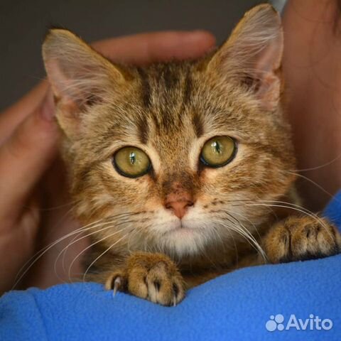 Котенок Камышинка ищет дом