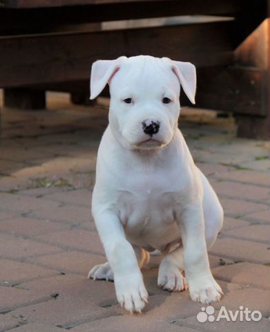 Красивые щенки амстаффа