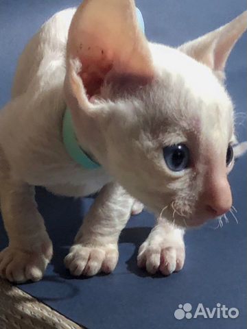 Котята корниш-рекс