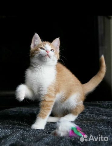 Голубоглазый котик 3 мес