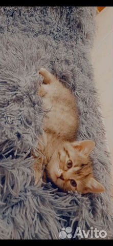 Шотланский котенок прямо ухий