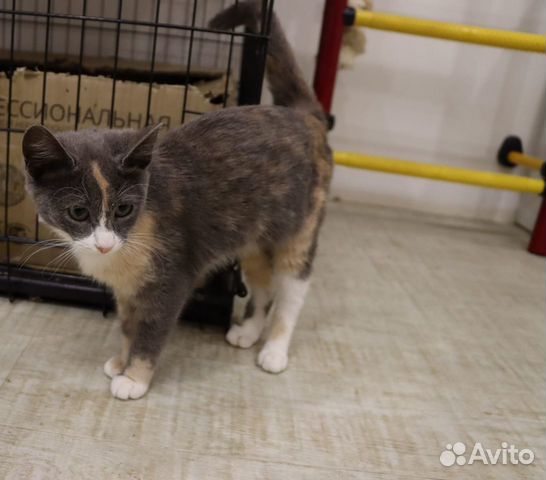 Ищем дом для трехцветной кошечки